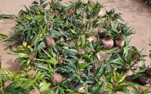 How did King Sagara have 60000 sons?