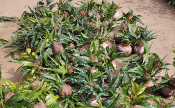 How did King Sagara have 60000 sons?