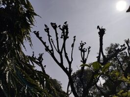 The Three Gunas - Sattva, Rajas, and Tamas